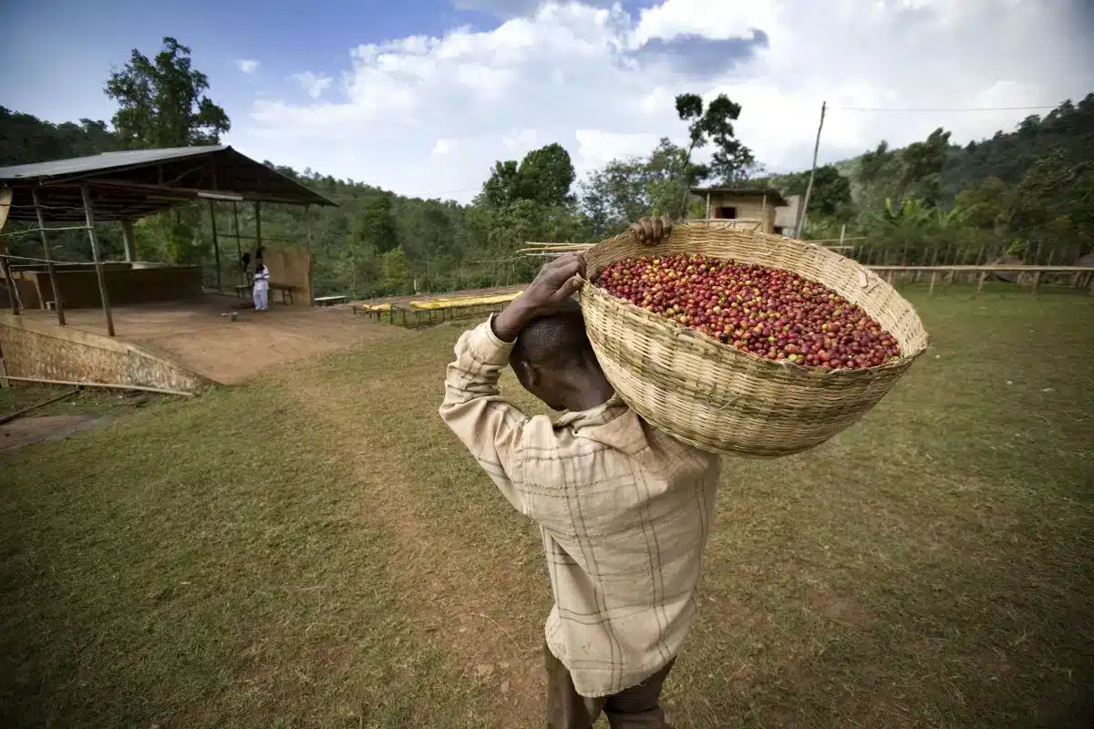 BURUNDI 2024/2025 Crop Review - Efico | A passion for coffee