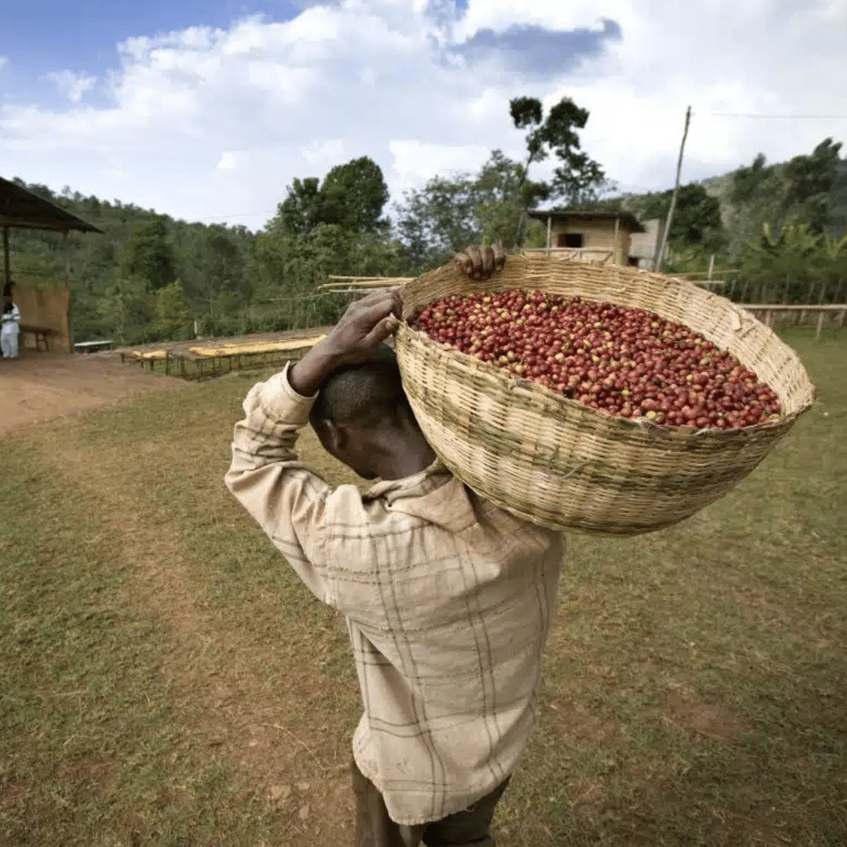 BURUNDI 2024/2025 Crop Review - Efico | A passion for coffee